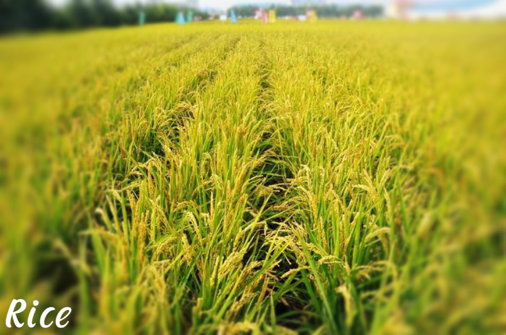 Crops-DB: a comprehensive Crops phenotype and gene database