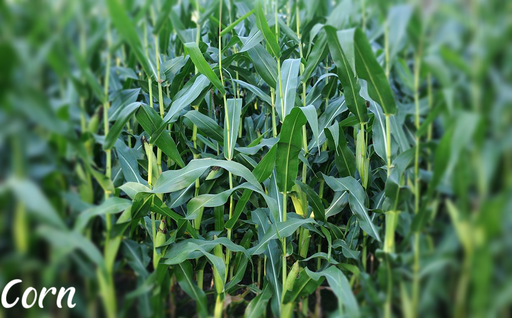 Crops-DB: a comprehensive Crops phenotype and gene database