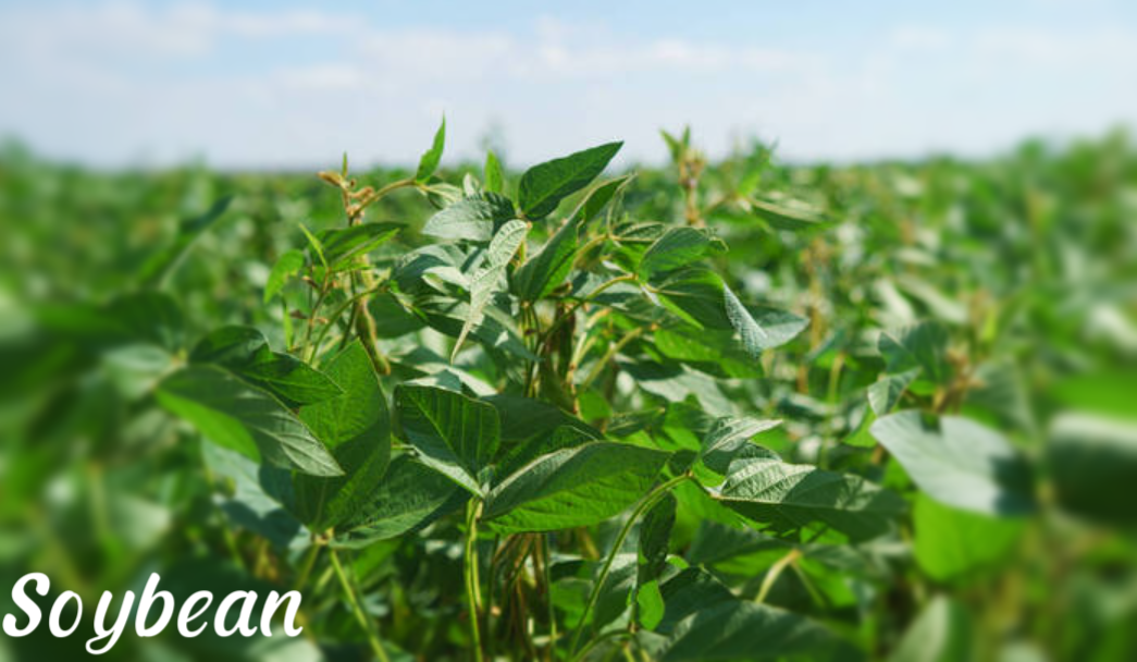 Crops-DB: a comprehensive Crops phenotype and gene database