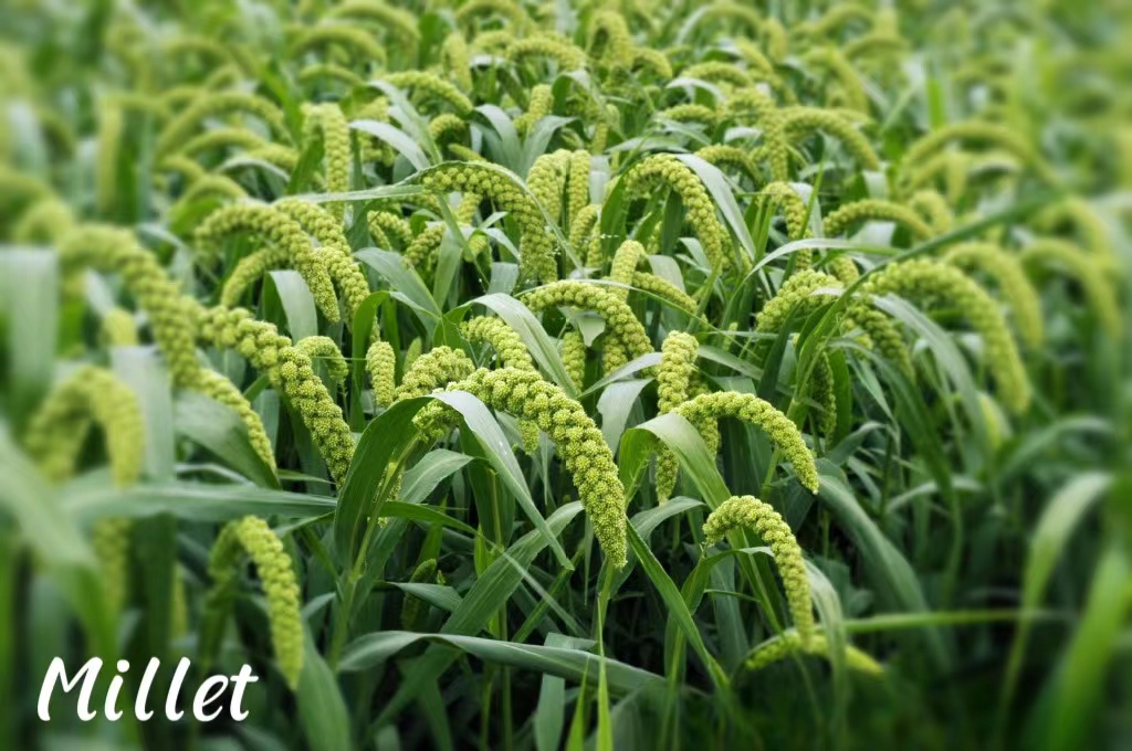 Crops-DB: a comprehensive Crops phenotype and gene database