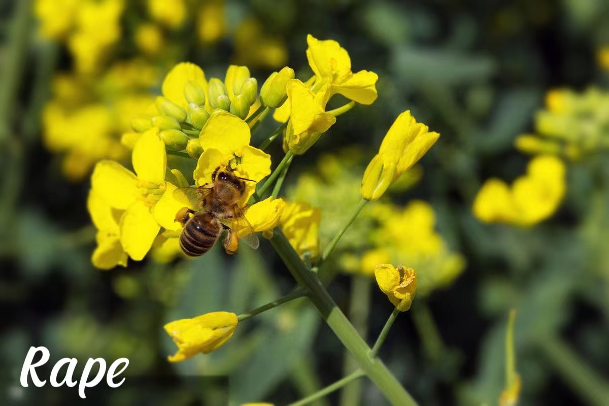 Crops-DB: a comprehensive Crops phenotype and gene database