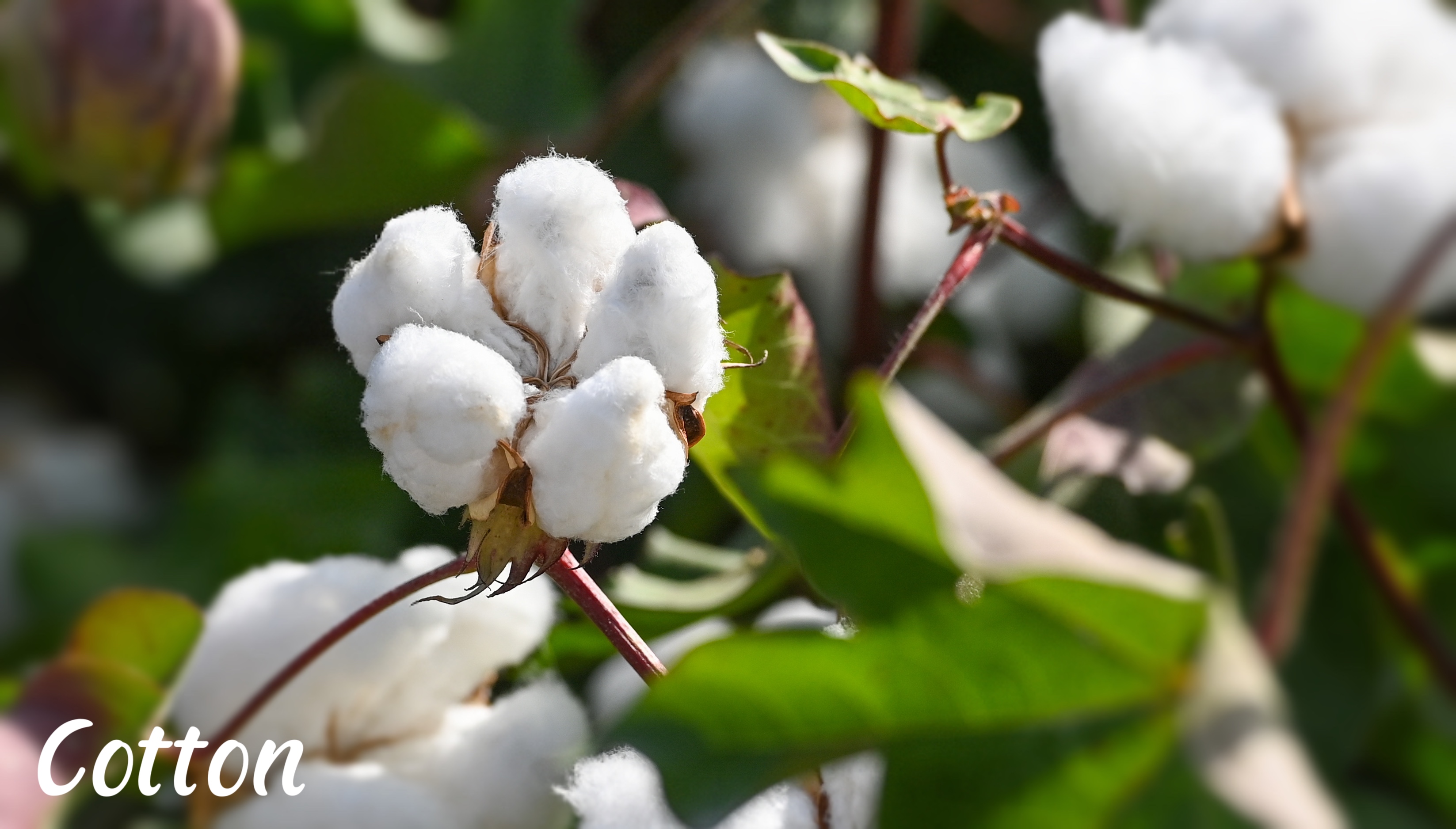 Crops-DB: a comprehensive Crops phenotype and gene database