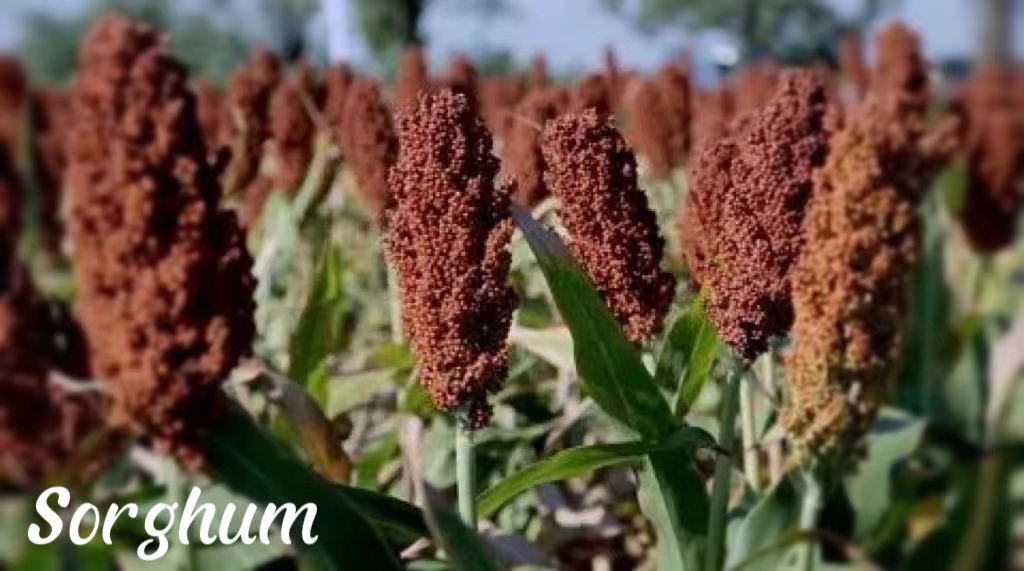 Crops-DB: a comprehensive Crops phenotype and gene database