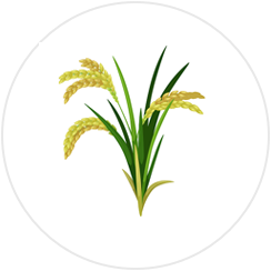 Crops-DB: a comprehensive Crops phenotype and gene database