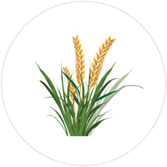 Crops-DB: a comprehensive Crops phenotype and gene database